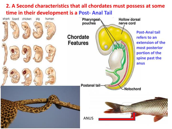 PPT - Phylum : CHORDATA PowerPoint Presentation - ID:2179011