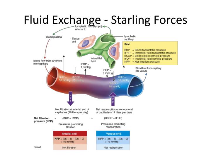 PPT - Vessel Structure and Function PowerPoint Presentation - ID:2179433
