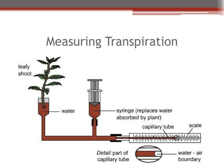 PPT - Transpiration PowerPoint Presentation - ID:2180121