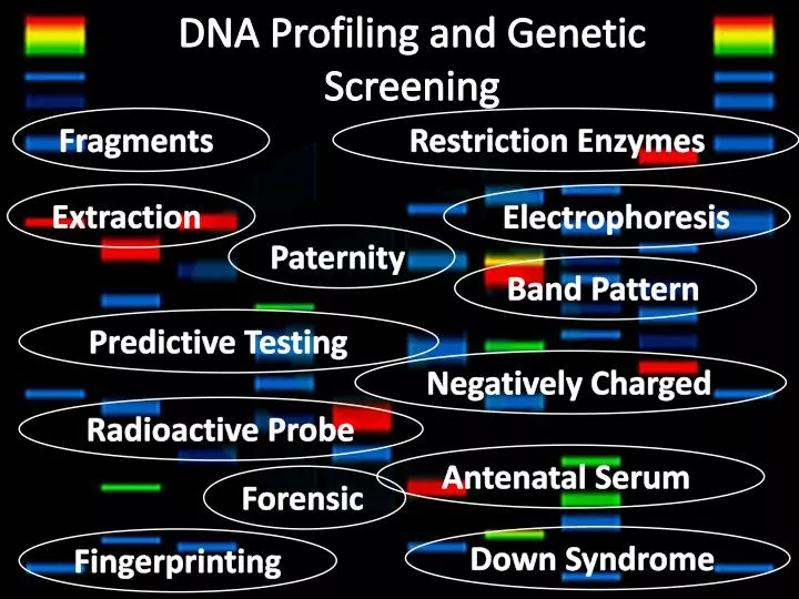 PPT - DNA Profiling and Genetic Screening PowerPoint Presentation, free ... PPT - DNA Profiling and Genetic Screening PowerPoint Presentation, free ...