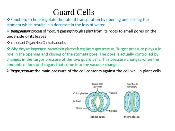PPT - Guard Cells PowerPoint Presentation, free download - ID:2180174