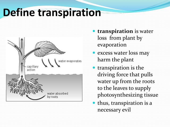 PPT - 9.2 Transport in angiospermophytes PowerPoint Presentation - ID ...