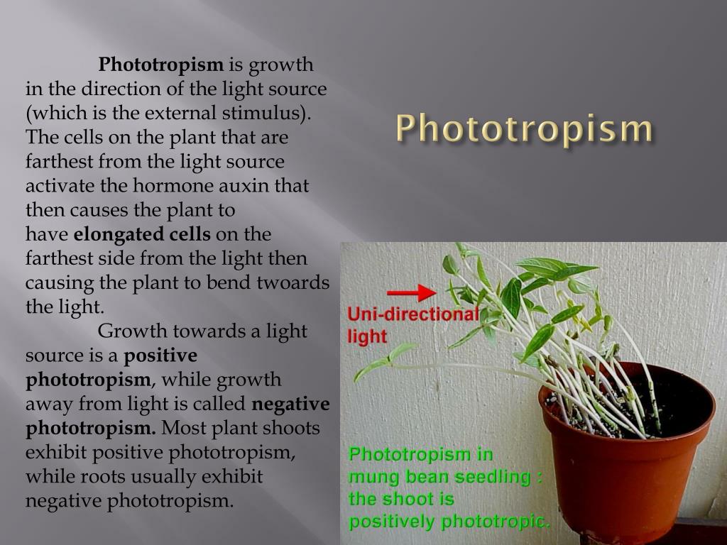 PPT - Plant Movements Botany 2011 Mrs. Alpert PowerPoint Presentation ...