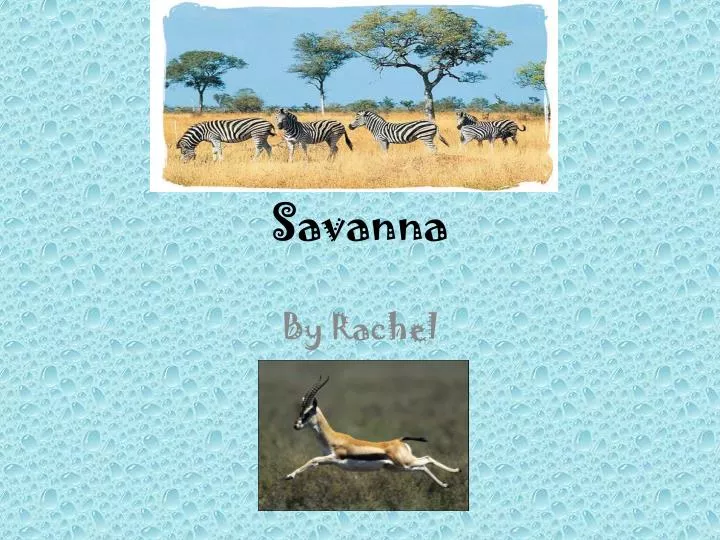 PPT - Savanna PowerPoint Presentation, free download - ID:2180252