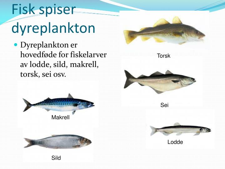 PPT - Plankton er første ledd i næringskjedene i havet Arne Sklett ...