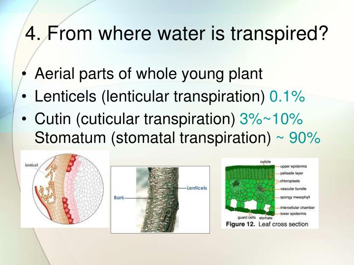 PPT - Transpiration Mr. West AP Biology PowerPoint Presentation - ID ...