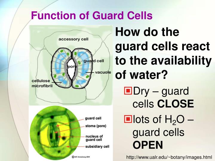 PPT - Transpiration Mr. West AP Biology PowerPoint Presentation - ID ...