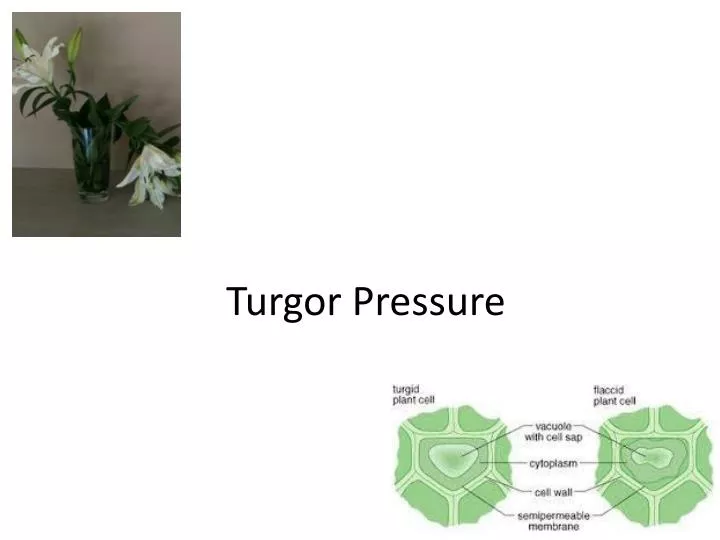 PPT - Turgor Pressure PowerPoint Presentation, free download - ID:2180393