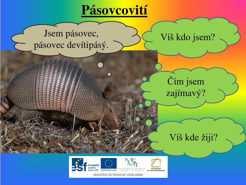 PPT - Savci – řád chudozubí PowerPoint Presentation, free download - ID ...