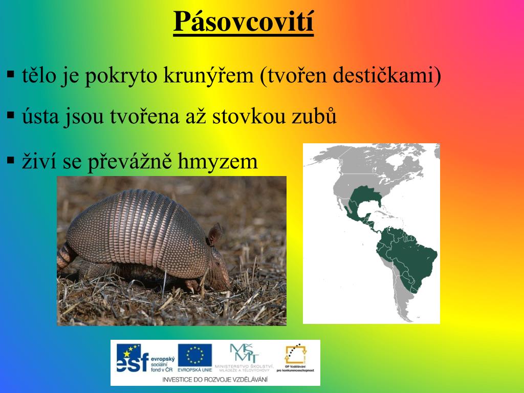 PPT - Savci – řád chudozubí PowerPoint Presentation, free download - ID ...