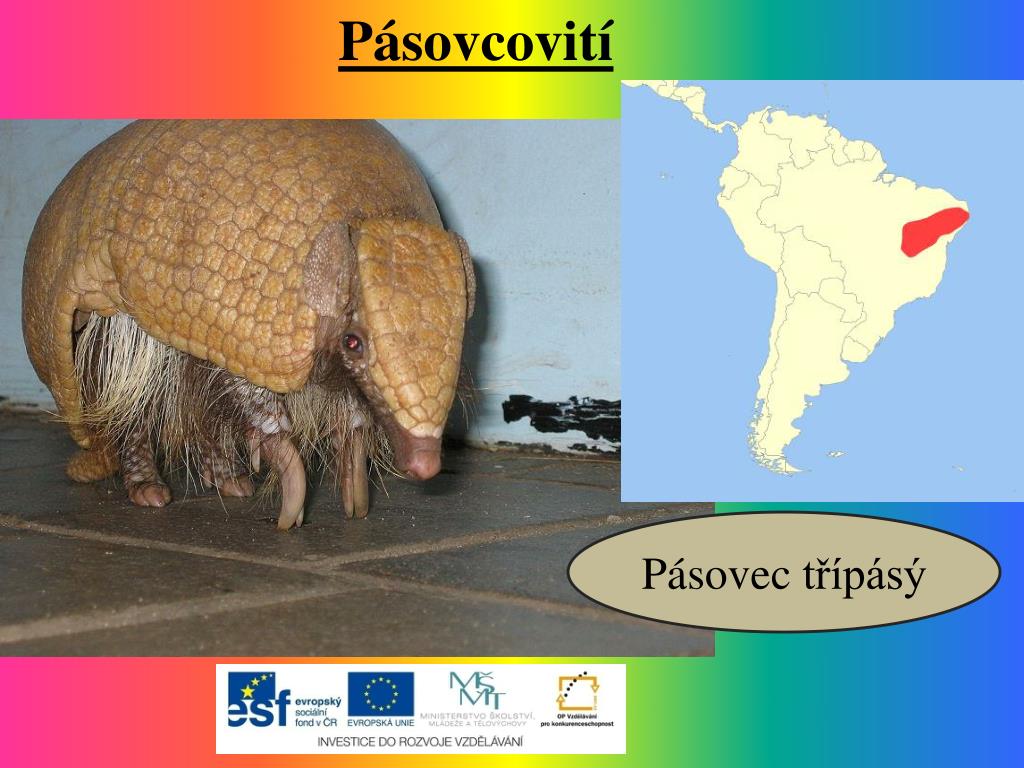 PPT - Savci – řád chudozubí PowerPoint Presentation, free download - ID ...