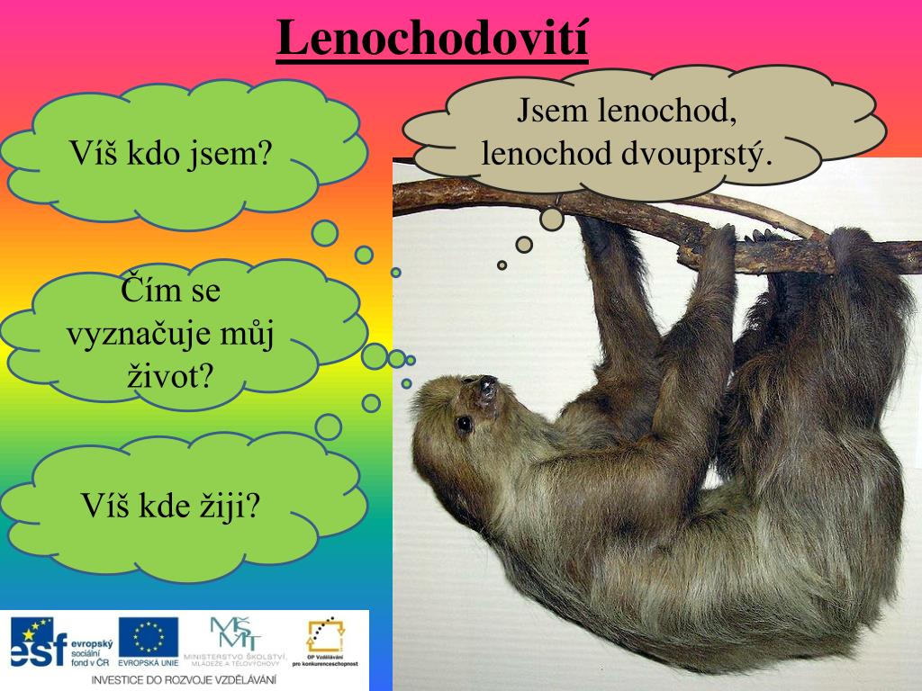 PPT - Savci – řád chudozubí PowerPoint Presentation, free download - ID ...