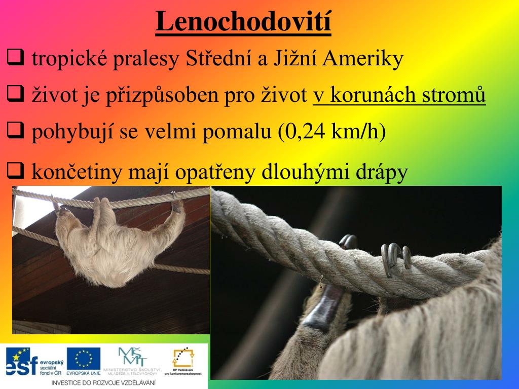 PPT - Savci – řád chudozubí PowerPoint Presentation, free download - ID ...
