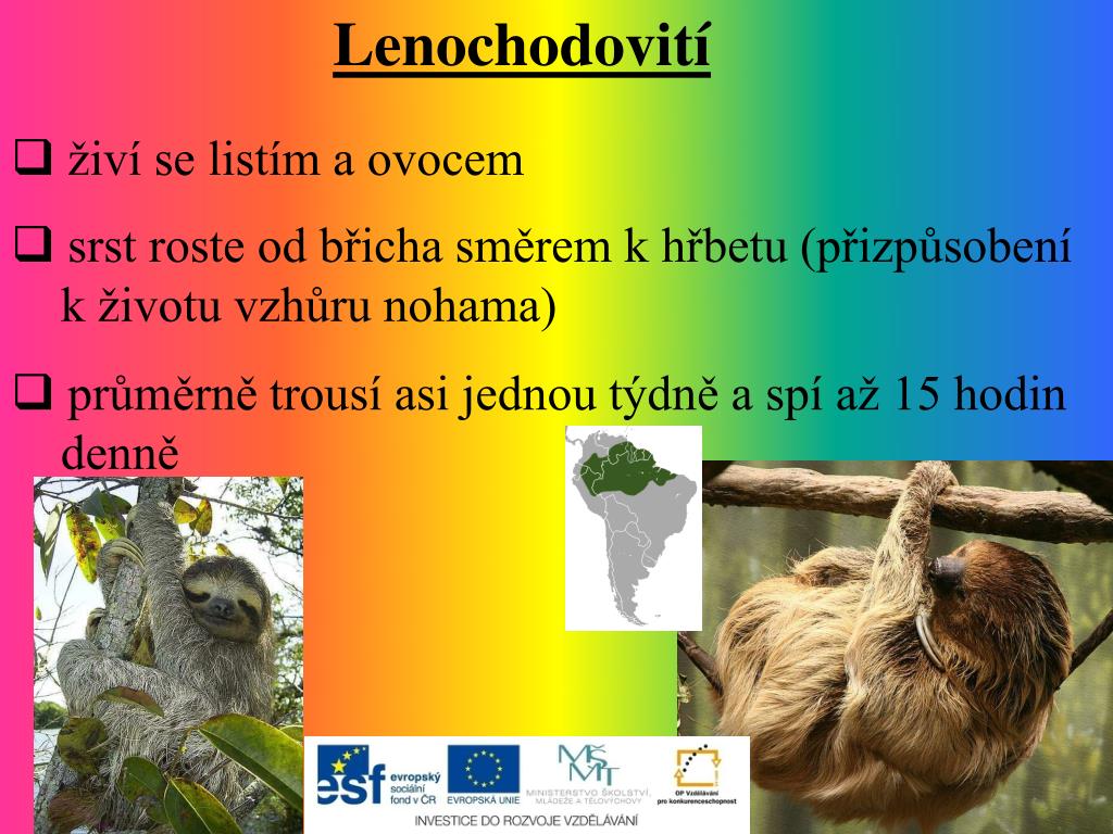 PPT - Savci – řád chudozubí PowerPoint Presentation, free download - ID ...