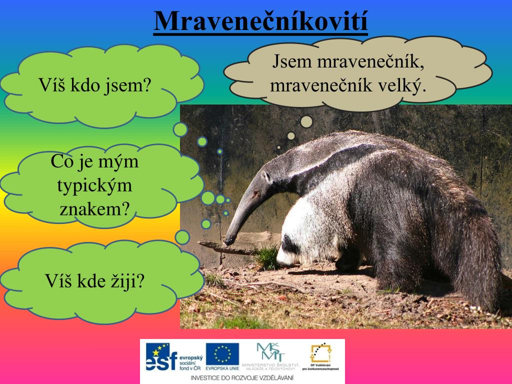 PPT - Savci – řád chudozubí PowerPoint Presentation, free download - ID ...
