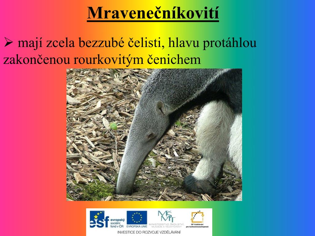 PPT - Savci – řád chudozubí PowerPoint Presentation, free download - ID ...