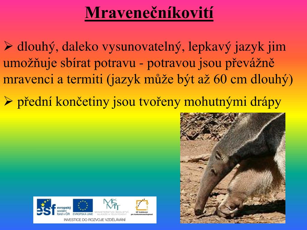 PPT - Savci – řád chudozubí PowerPoint Presentation, free download - ID ...