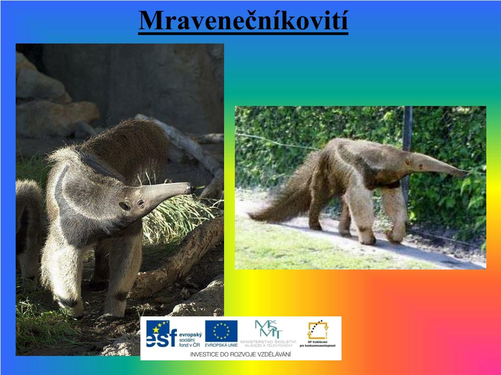 PPT - Savci – řád chudozubí PowerPoint Presentation, free download - ID ...