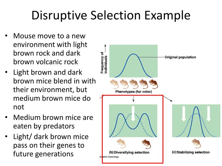 PPT - Types of Natural Selection PowerPoint Presentation - ID:2180834