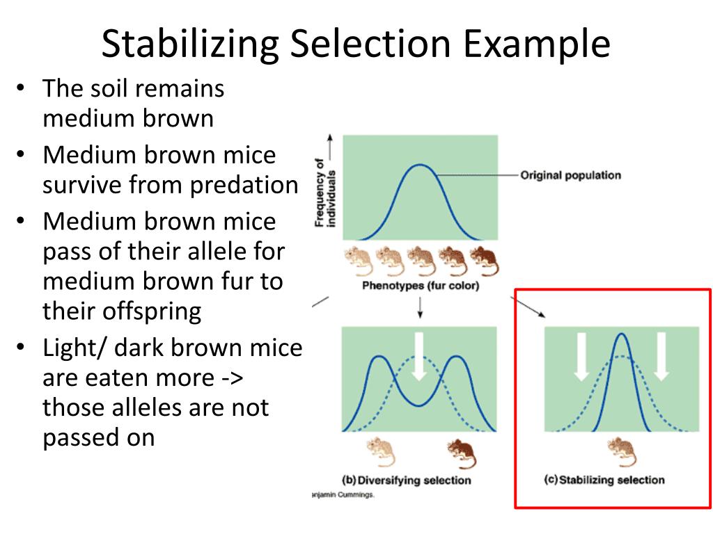 PPT Types Of Natural Selection PowerPoint Presentation Free Download
