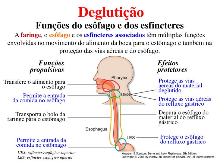 PPT - FISIOLOGIA DO SISTEMA DIGESTÓRIO NA SAÚDE DO ADULTO IV PowerPoint ...