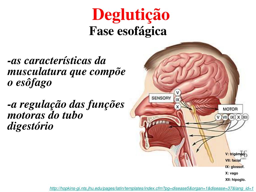 PPT - FISIOLOGIA DO SISTEMA DIGESTÓRIO NA SAÚDE DO ADULTO IV PowerPoint ...