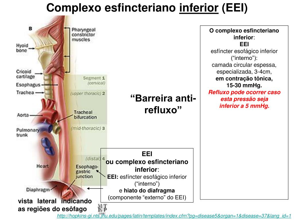 PPT - FISIOLOGIA DO SISTEMA DIGESTÓRIO NA SAÚDE DO ADULTO IV PowerPoint ...
