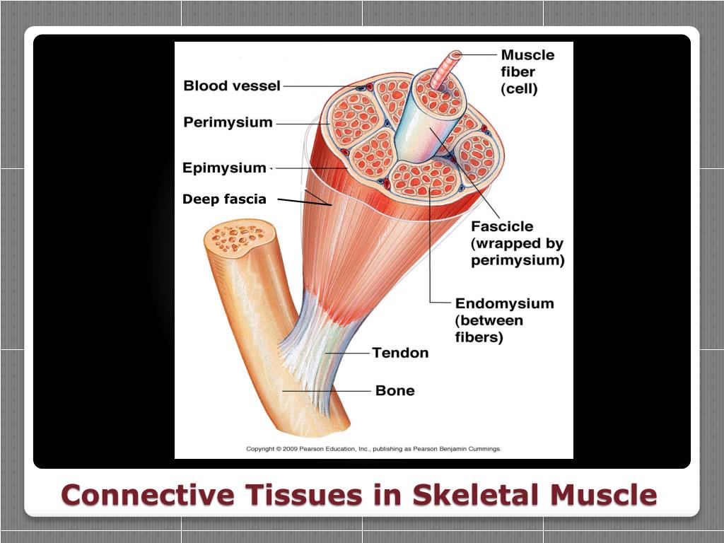 PPT - Chapter 6: Muscular System PowerPoint Presentation, free download ... PPT - Chapter 6: Muscular System PowerPoint Presentation, free download ...