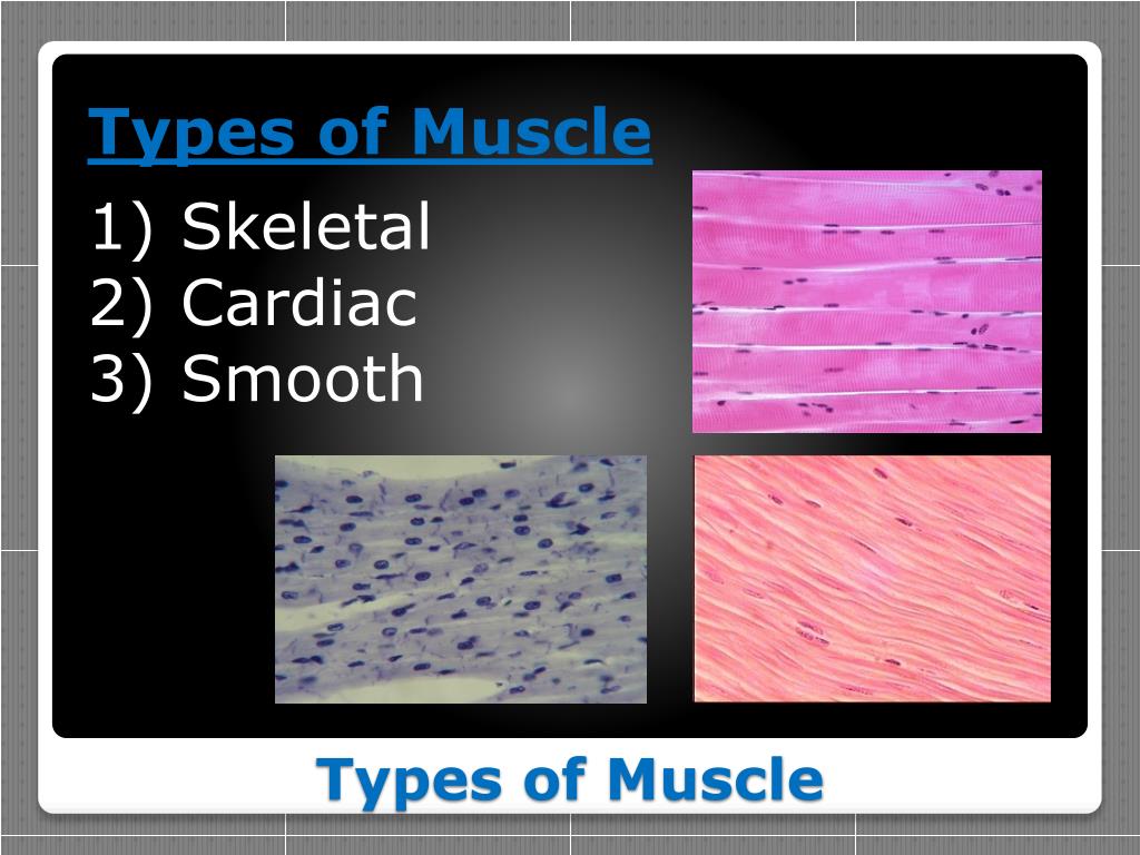 PPT - Chapter 6: Muscular System PowerPoint Presentation, free download ... PPT - Chapter 6: Muscular System PowerPoint Presentation, free download ...