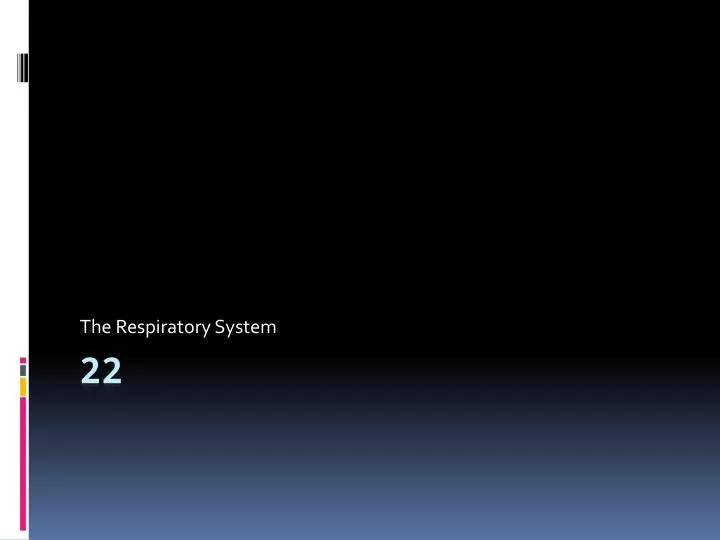 PPT - The Respiratory System PowerPoint Presentation, free download ...
