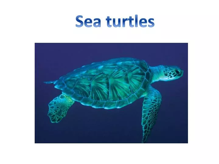 PPT - Sea turtles PowerPoint Presentation, free download - ID:2181267