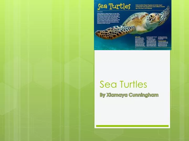 PPT - Sea Turtles PowerPoint Presentation, free download - ID:2181308