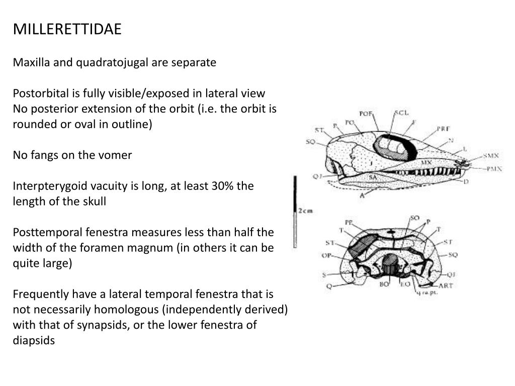 PPT - BIOLOGY 622 – FALL 2014 BASAL AMNIOTA - STRUCTURE AND PHYLOGENY ...