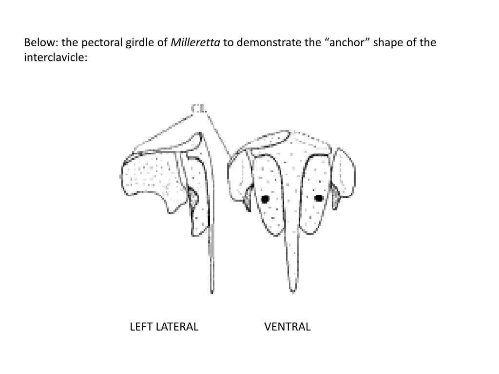 PPT - BIOLOGY 622 – FALL 2014 BASAL AMNIOTA - STRUCTURE AND PHYLOGENY ...