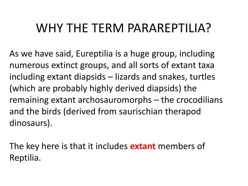 PPT - BIOLOGY 622 – FALL 2014 BASAL AMNIOTA - STRUCTURE AND PHYLOGENY ...