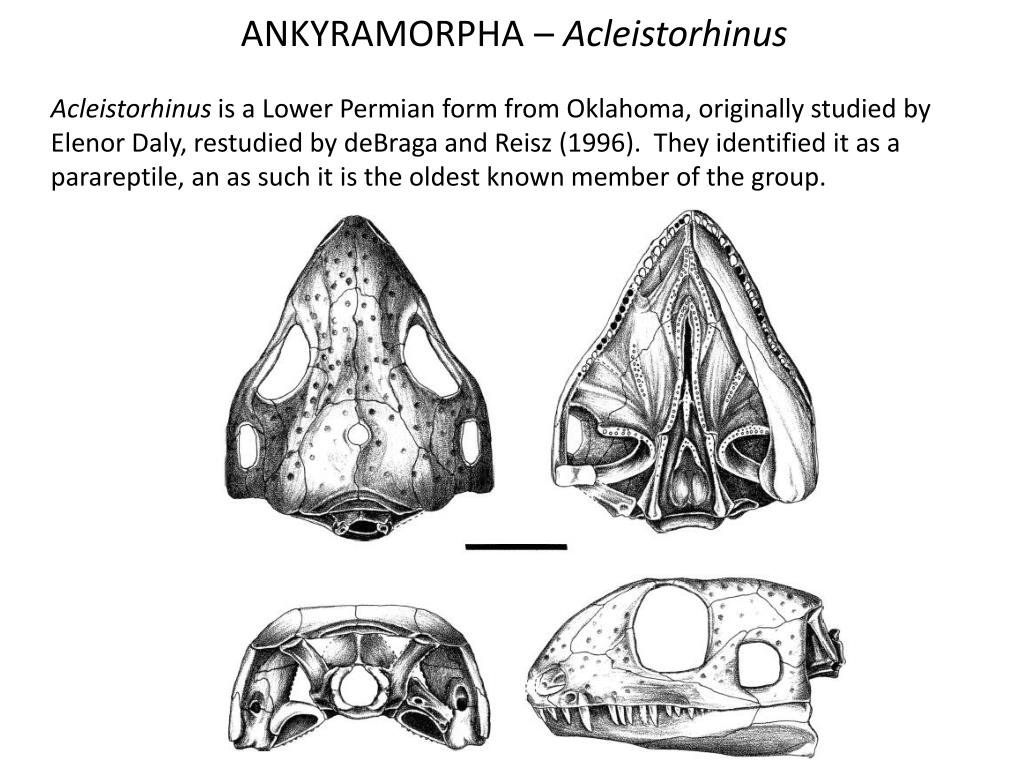 PPT - BIOLOGY 622 – FALL 2014 BASAL AMNIOTA - STRUCTURE AND PHYLOGENY ...