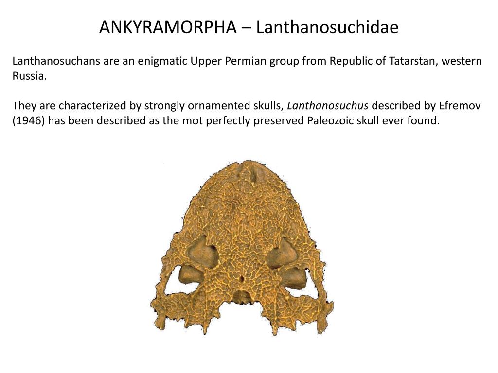 PPT - BIOLOGY 622 – FALL 2014 BASAL AMNIOTA - STRUCTURE AND PHYLOGENY ...