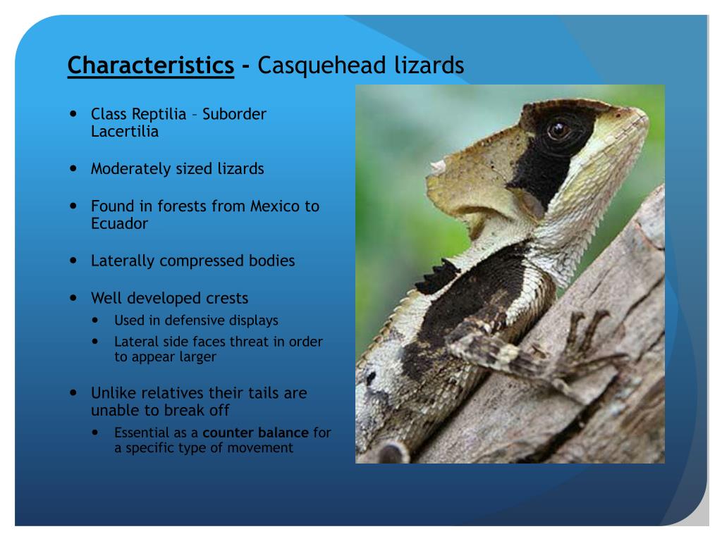 PPT - Family Cheloniidae PowerPoint Presentation, free download - ID ...