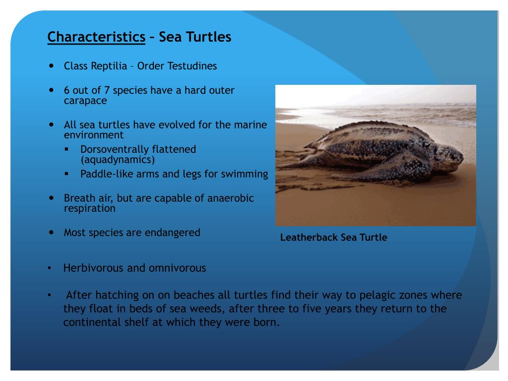 PPT - Family Cheloniidae PowerPoint Presentation, free download - ID ...