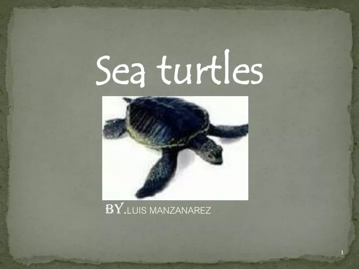 PPT - Sea turtles PowerPoint Presentation, free download - ID:2181533