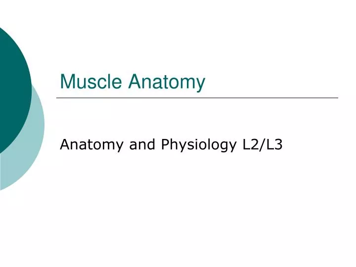 PPT - Muscle Anatomy PowerPoint Presentation, free download - ID:2181673