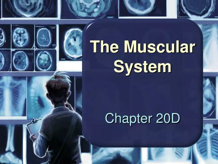 PPT - The Muscular System PowerPoint Presentation, free download - ID ...