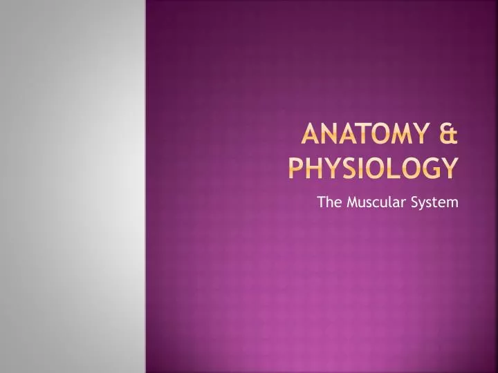 PPT - Anatomy & Physiology PowerPoint Presentation, free download - ID:2181819