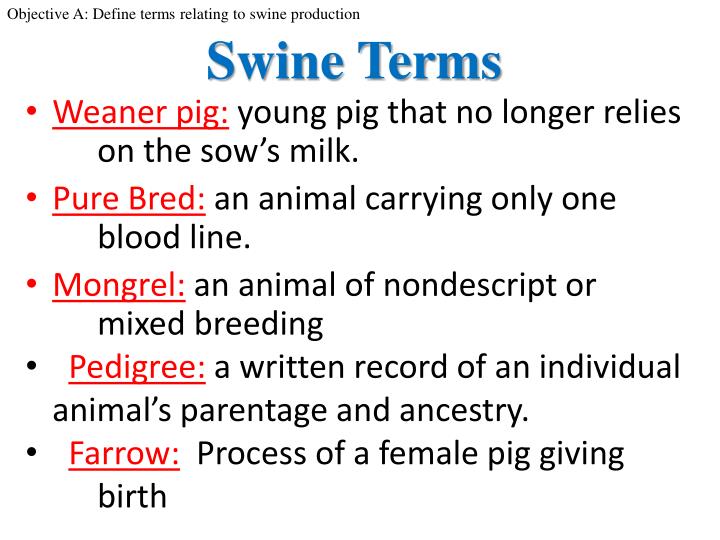 PPT - Swine Industry PowerPoint Presentation - ID:2181874