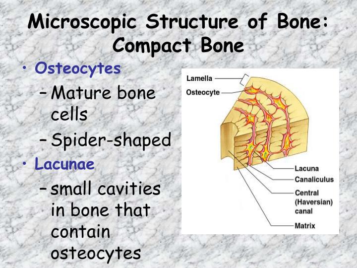 PPT - Chapter 6 Bones and Skeletal Tissues PowerPoint Presentation - ID ...
