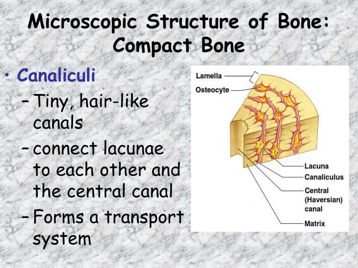 PPT - Chapter 6 Bones and Skeletal Tissues PowerPoint Presentation - ID ...