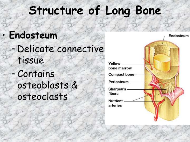 PPT - Chapter 6 Bones and Skeletal Tissues PowerPoint Presentation - ID ...