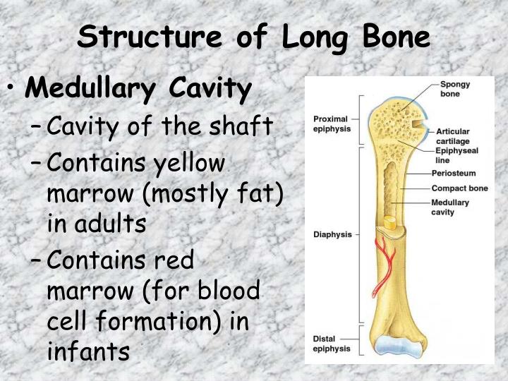 PPT - Chapter 6 Bones and Skeletal Tissues PowerPoint Presentation - ID ...