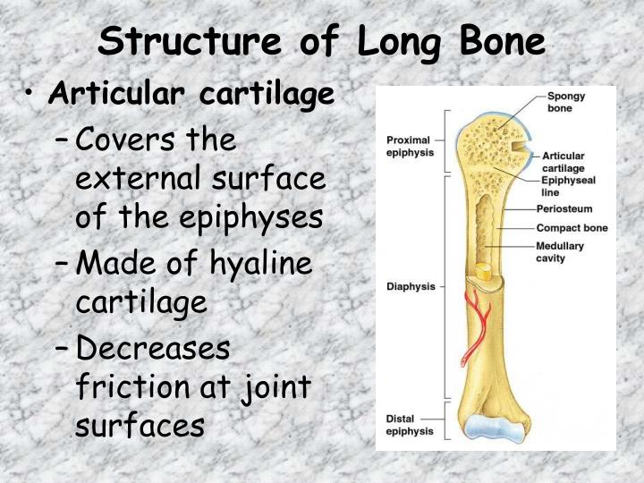 PPT - Chapter 6 Bones and Skeletal Tissues PowerPoint Presentation - ID ...