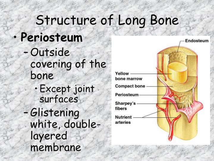 PPT - Chapter 6 Bones and Skeletal Tissues PowerPoint Presentation - ID ...